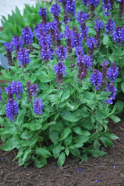 SALVIA NEMOROSA~BLUE MARVEL~DWARF SAGE AROMATIC HARDY PERENNIAL HUMMIN ...
