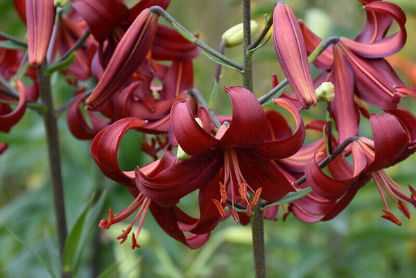 RED VELVET HUMMINGBIRD LILY FLOWER BULBS 4-5 FT TALL PERENNIAL LIVE PL ...