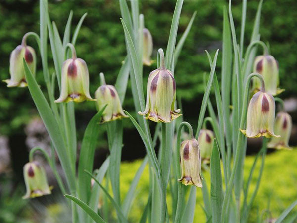 Hardy Perennial Flower Bulbs Online Nursery CDA Hayden Sandpoint Idaho ...